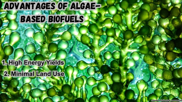 The Promise of Algae-Based Biofuels: Climate Solution Hub